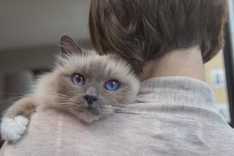 2024 ECVIM-CA CONGRESS - LYON - YES I KAHN